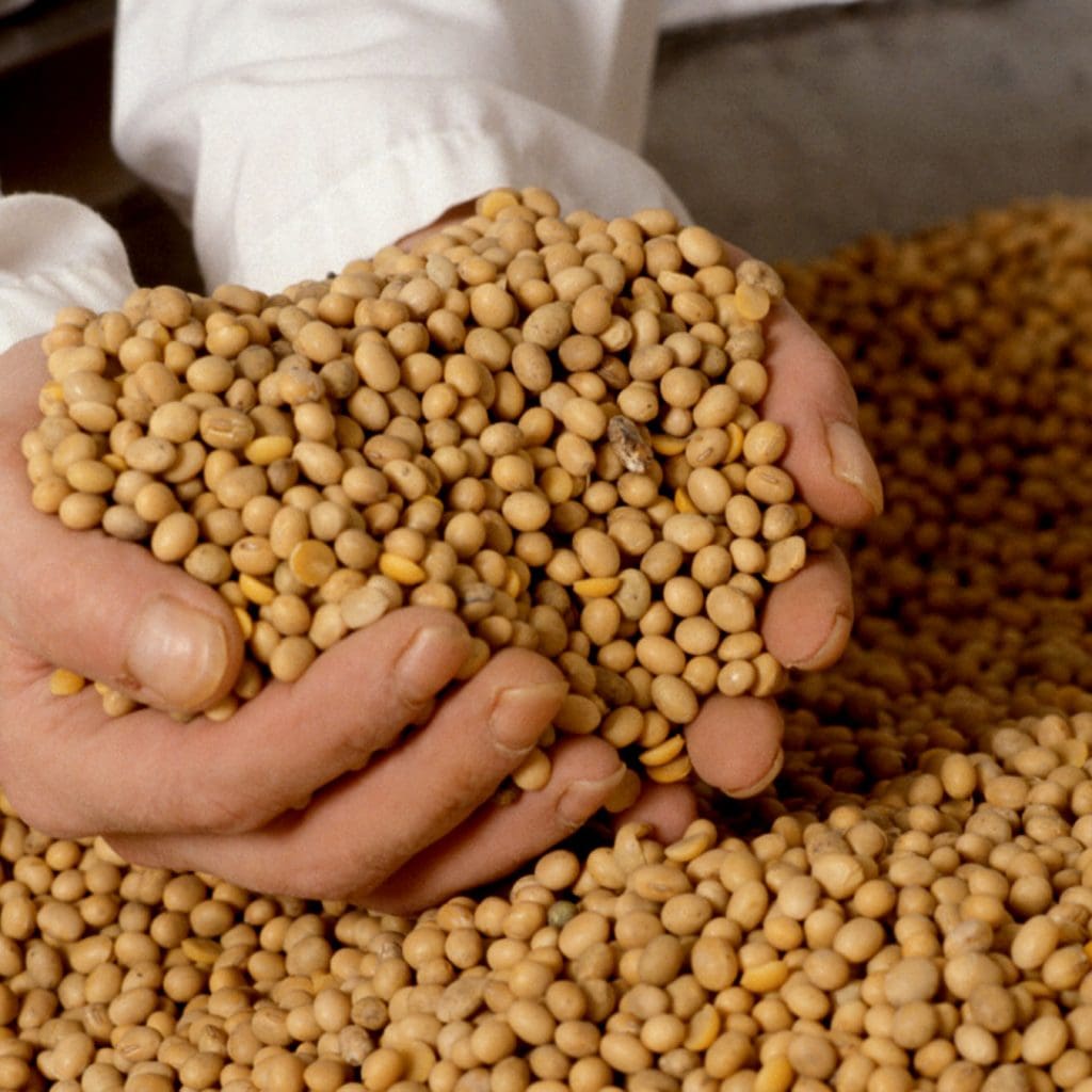 L'Uruguay s’attend à une récolte record de soja de 3 millions de tonnes ...